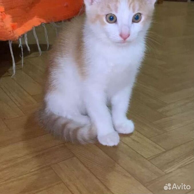 Молодой лев