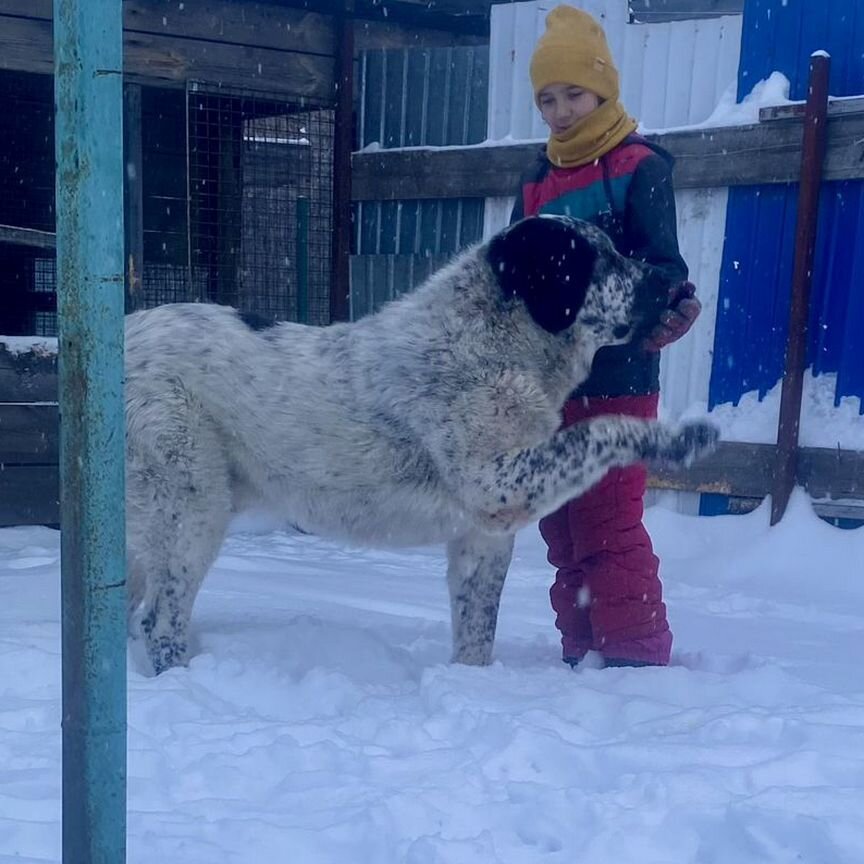 Среднеазиатская овчарка, щенок