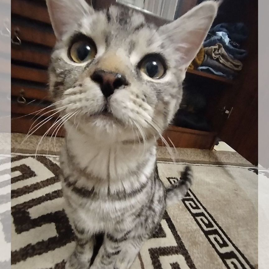 Шотландский прямоухий короткошёрстный котёнок