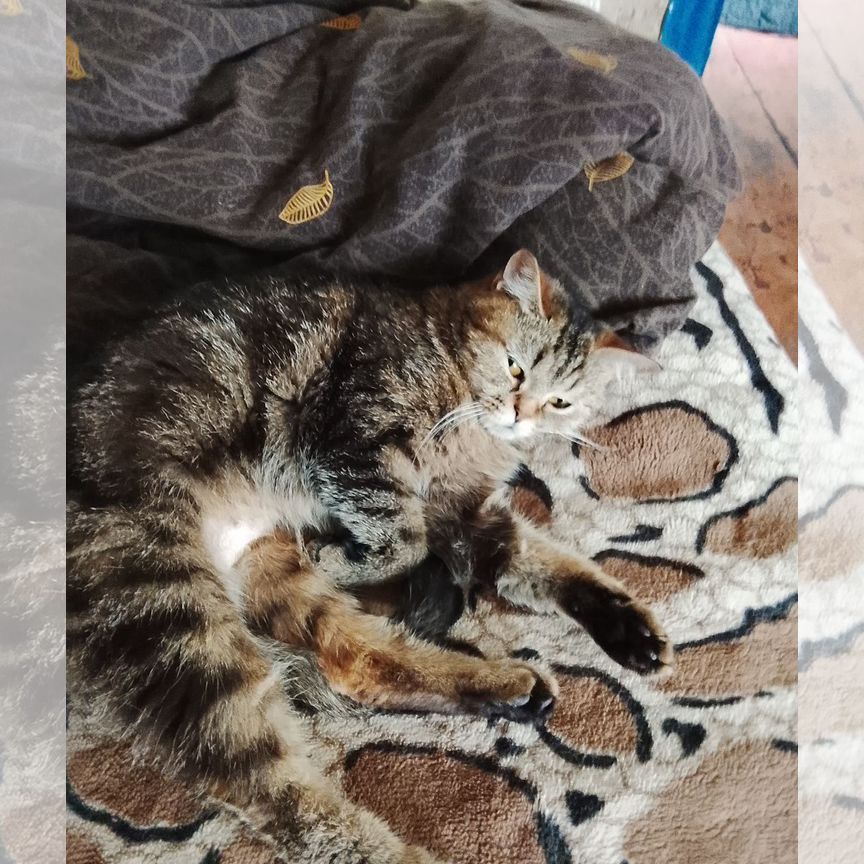 Шотландская кошечка