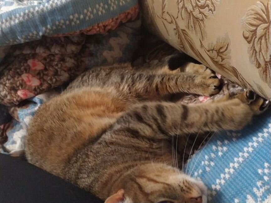 Отдаётся по причине не уживания с собакой