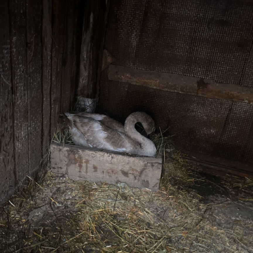 Продам лебедя