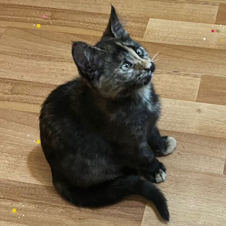 Котёнок в добрые руки