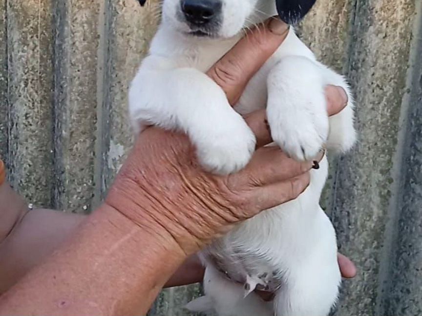 Щеночки мальчики от мелкой собаки