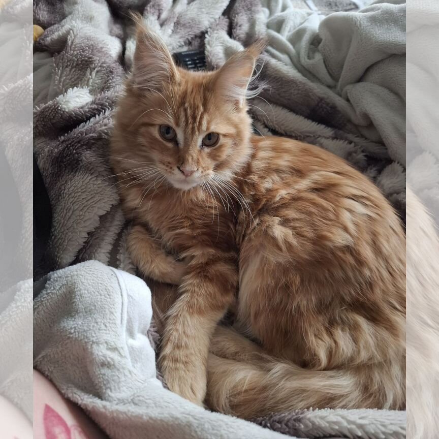 Мейн-кун котёнок