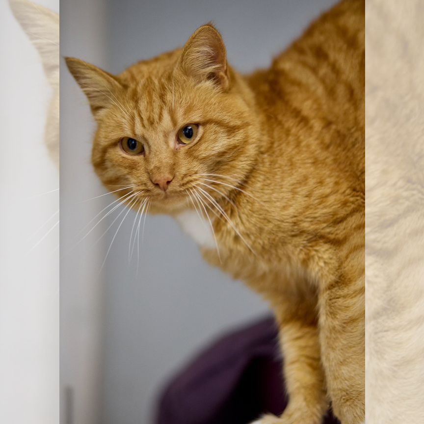 Взрослый кот в добрые руки