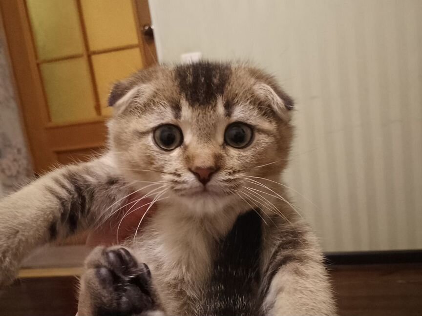 Шотландская