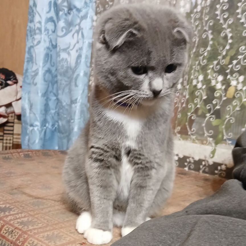 Продам котенка шотланского