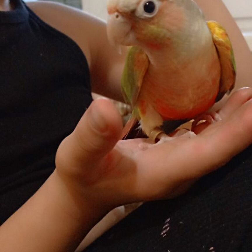 Пирурра. Ручной