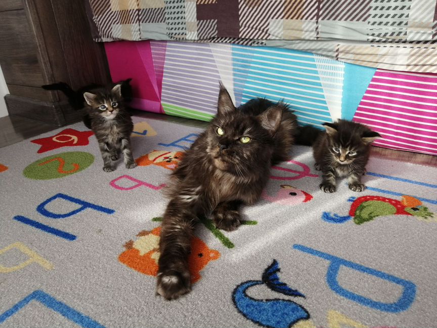 Котята мейн-кун