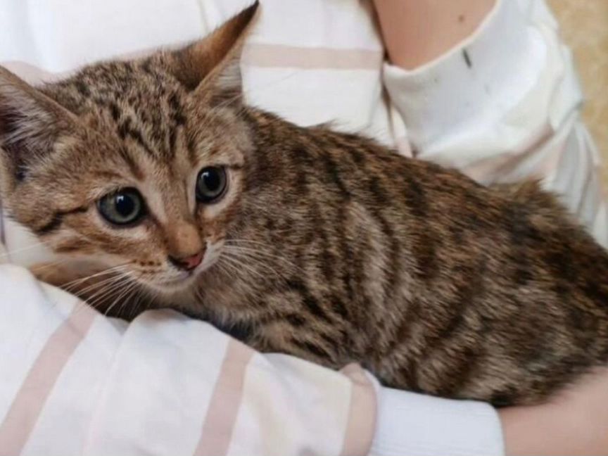 Котенок от мамы бенгальской кошки прилетает