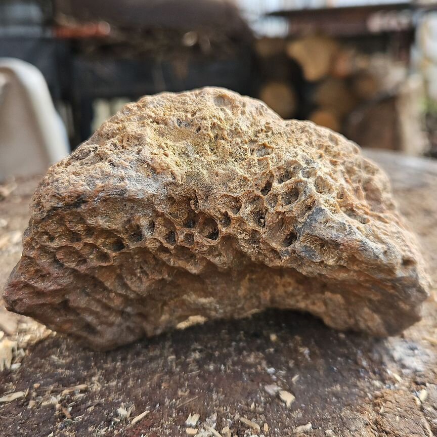 Коралл