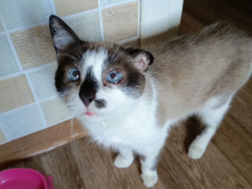 Кошка