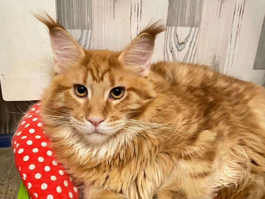 Тёплые уютные котики мейн-кун