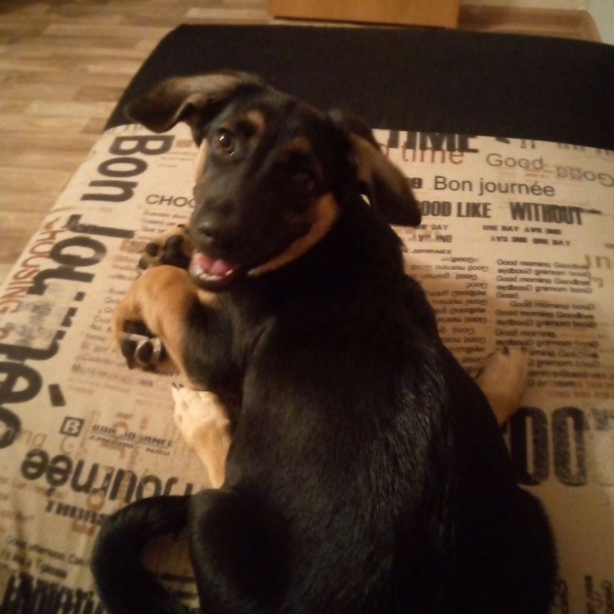 Отдам собаку бесплатно