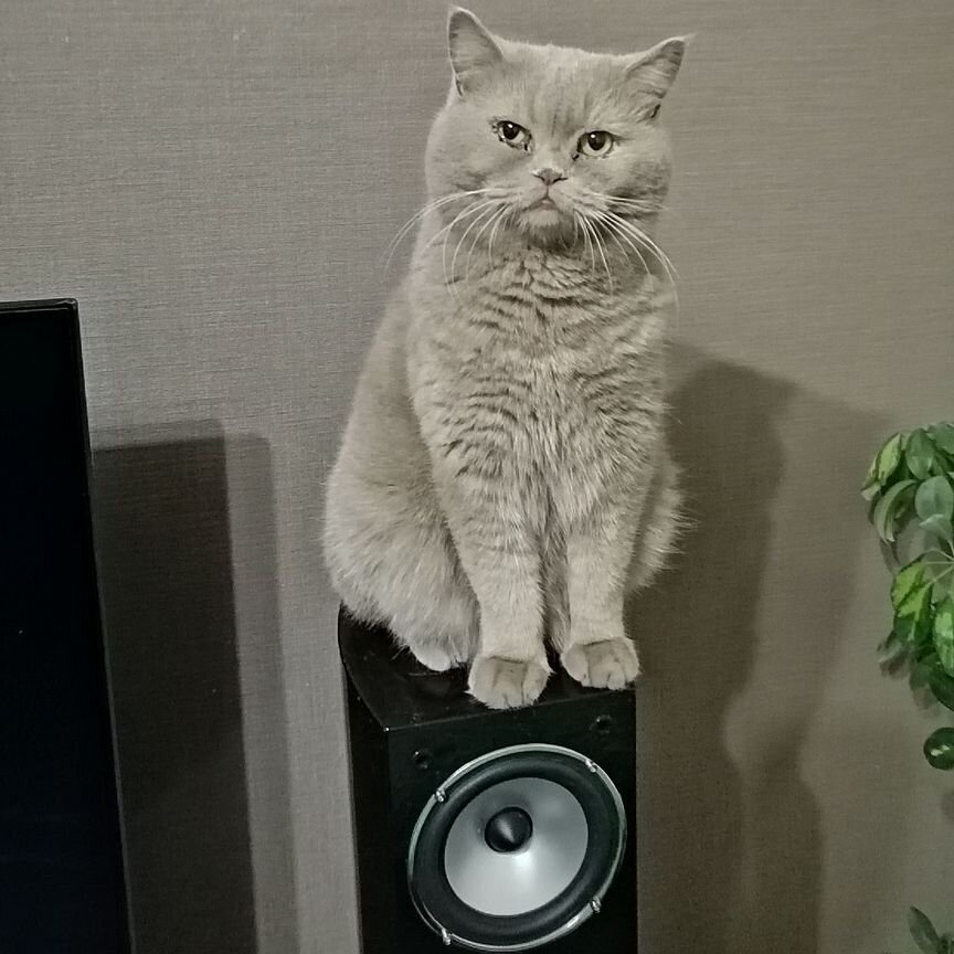 Отдам кота в добрые руки