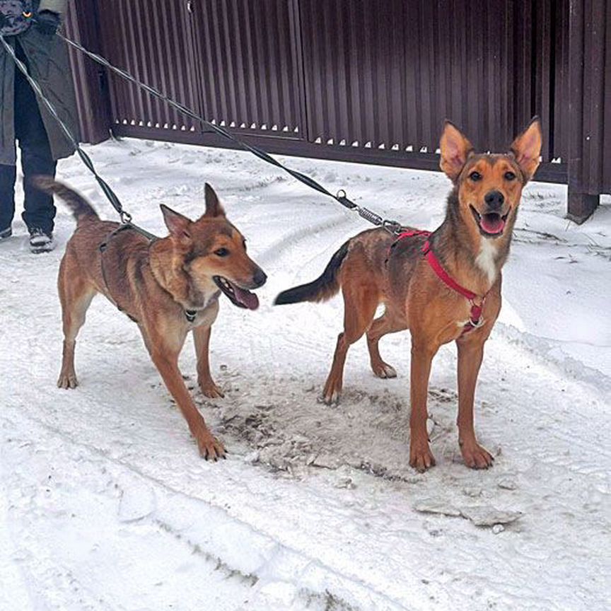 Молодые домашние собачки Майра и Онда