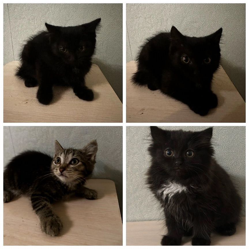 Маленькие котята в добрые руки