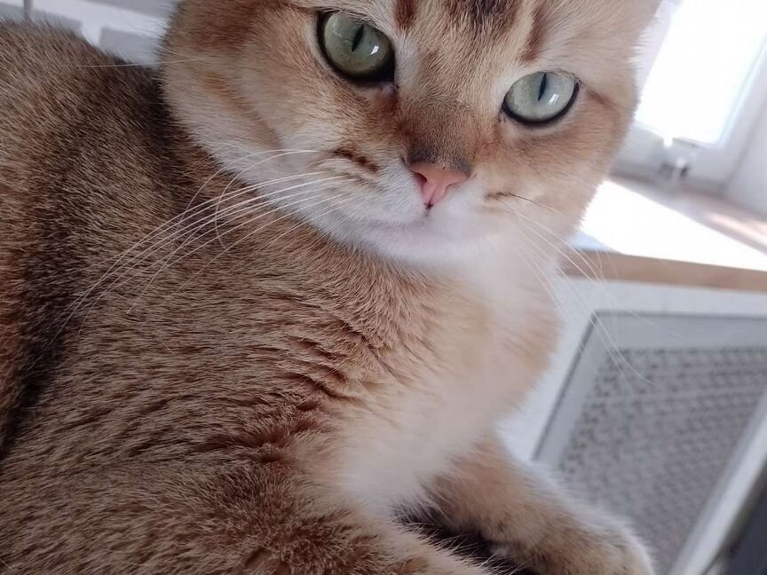 Шотландский кот