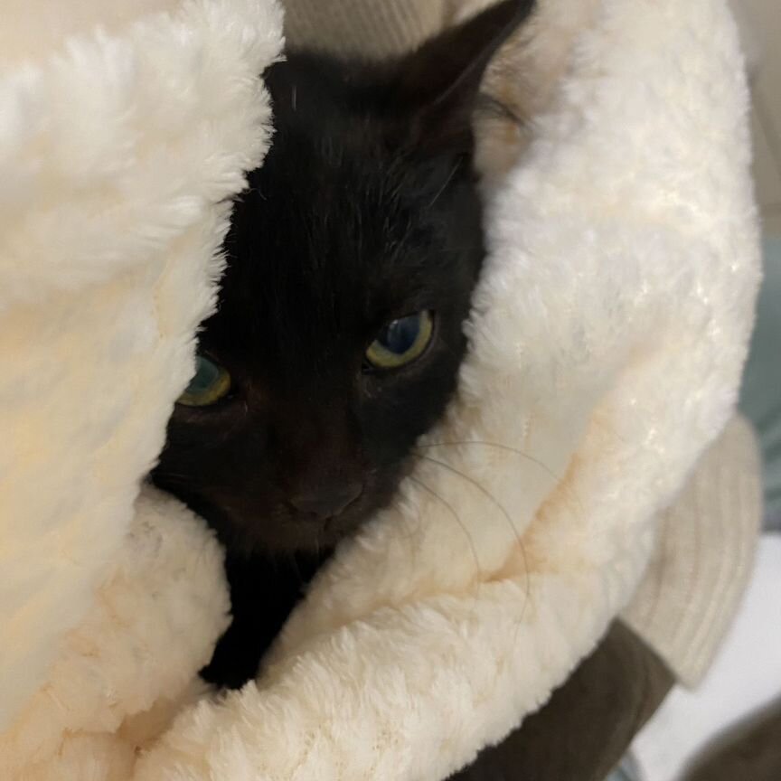 Котёнок отдам в хорошие руки около 4х месяцев