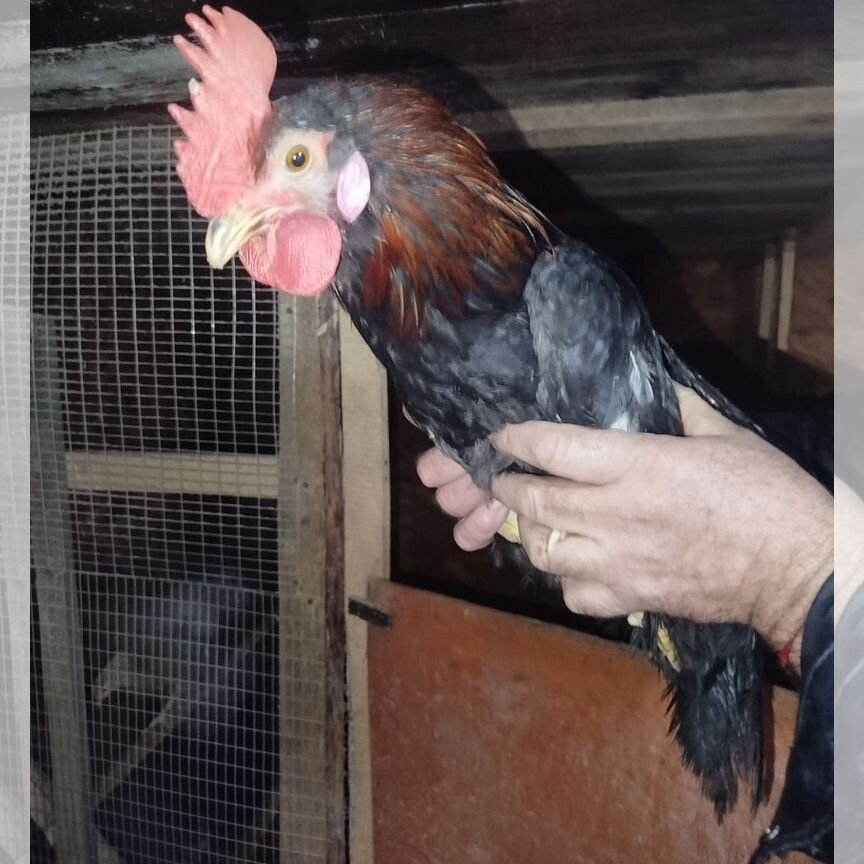 Молодые петухи