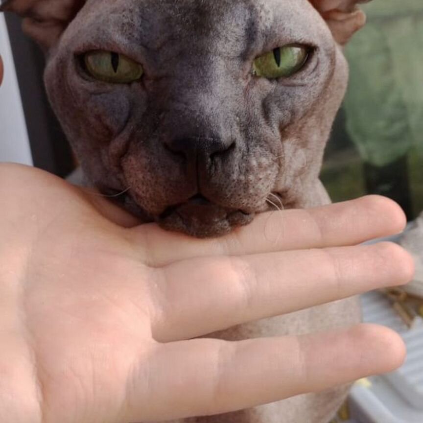 Отдам кота в добрые руки бесплатно