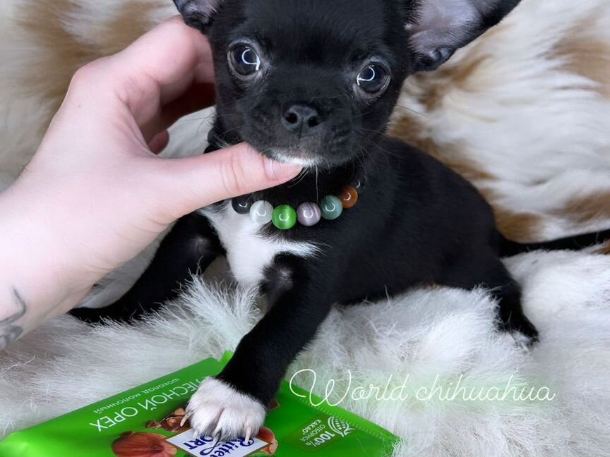 Мини озорной мальчишка