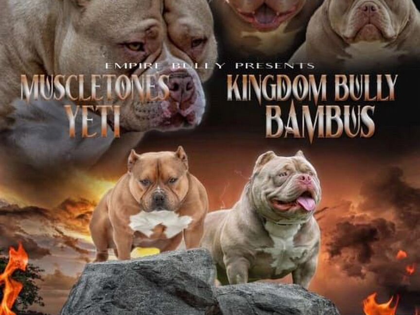 Американский Булли