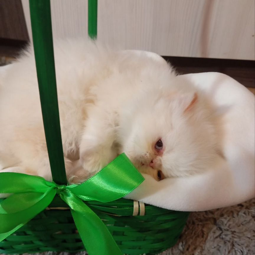 Персидский красавчик