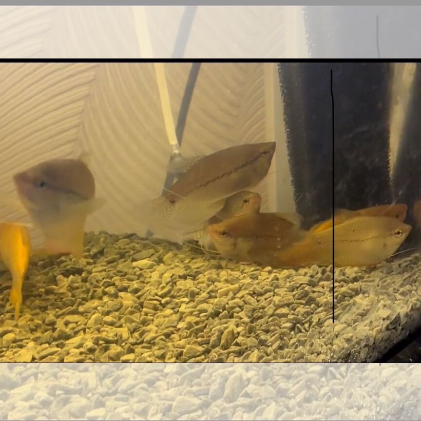 Гурами жемчужный и золотой