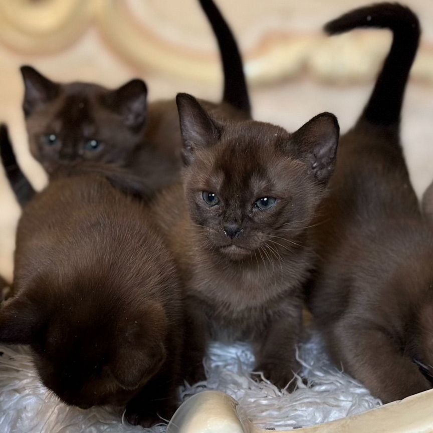 Котята европейской бурмы