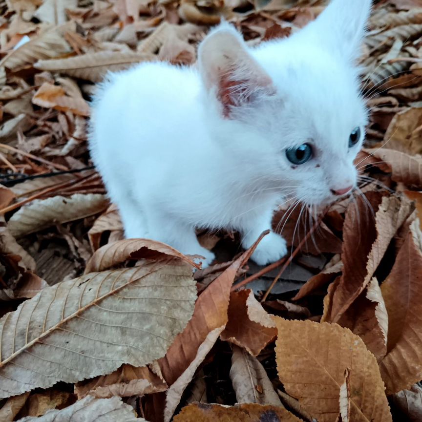 Отдам котянка в добрые руки