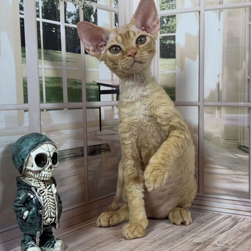 Девон-рекс котёнок