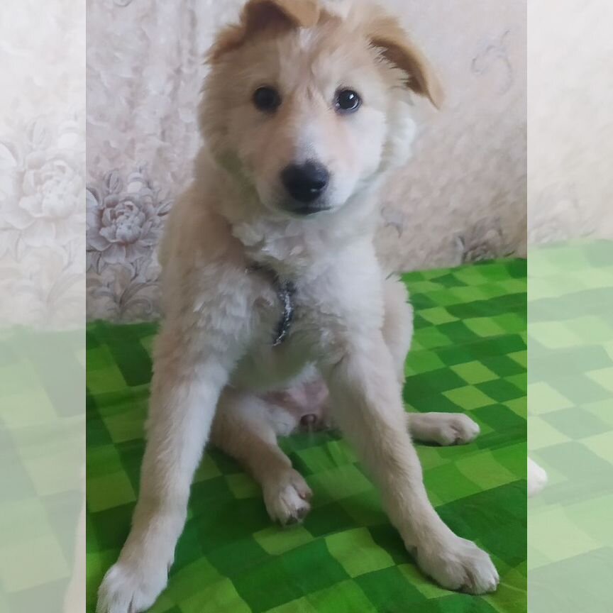 Щенок в добрые руки