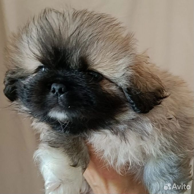 Мордахи милахи