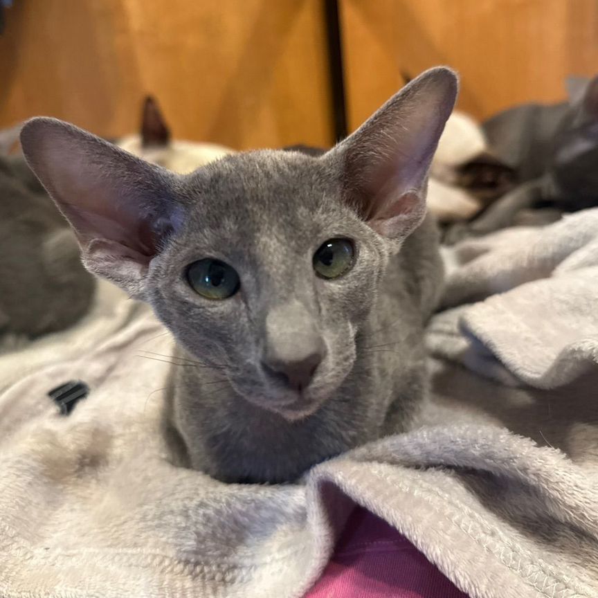 Ориентальный котёнок