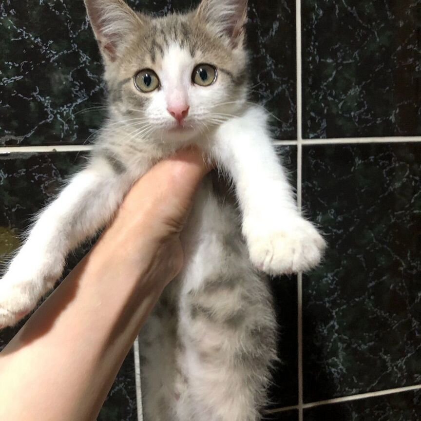 Котеное