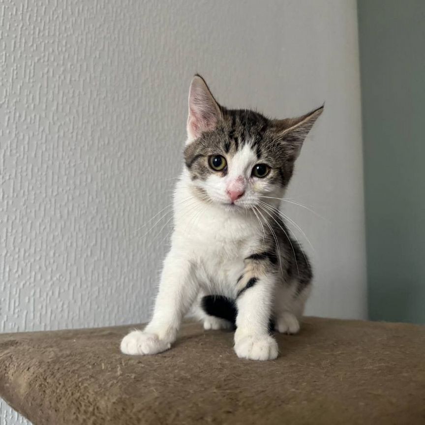 Котенок девочка