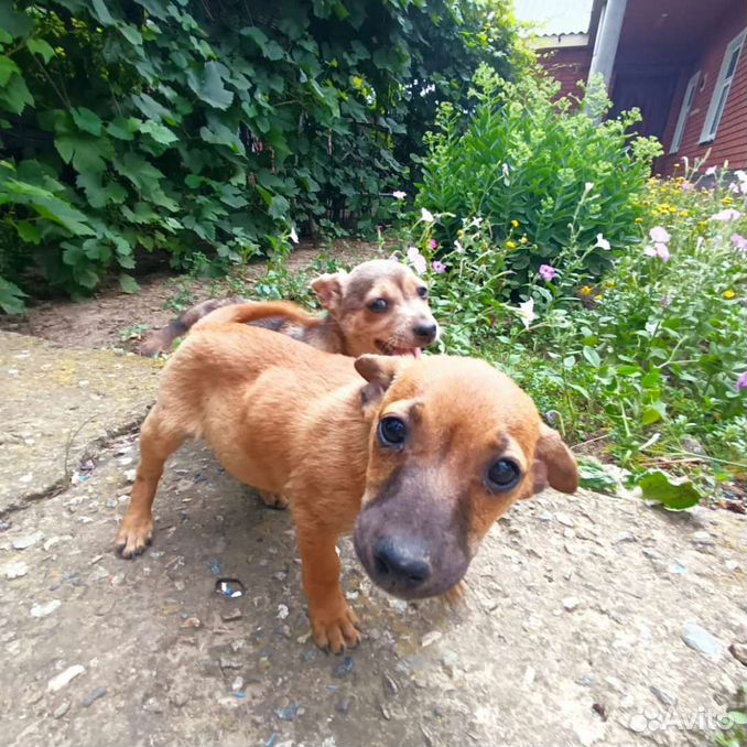 Собаки(две сучки)