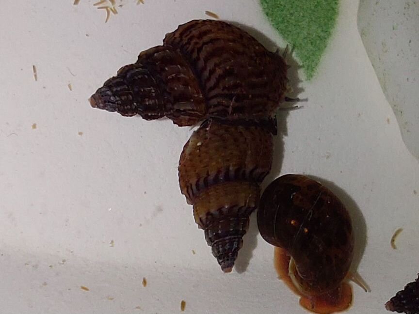 Отдам бесплатно улиток мелания гранифера и катушки