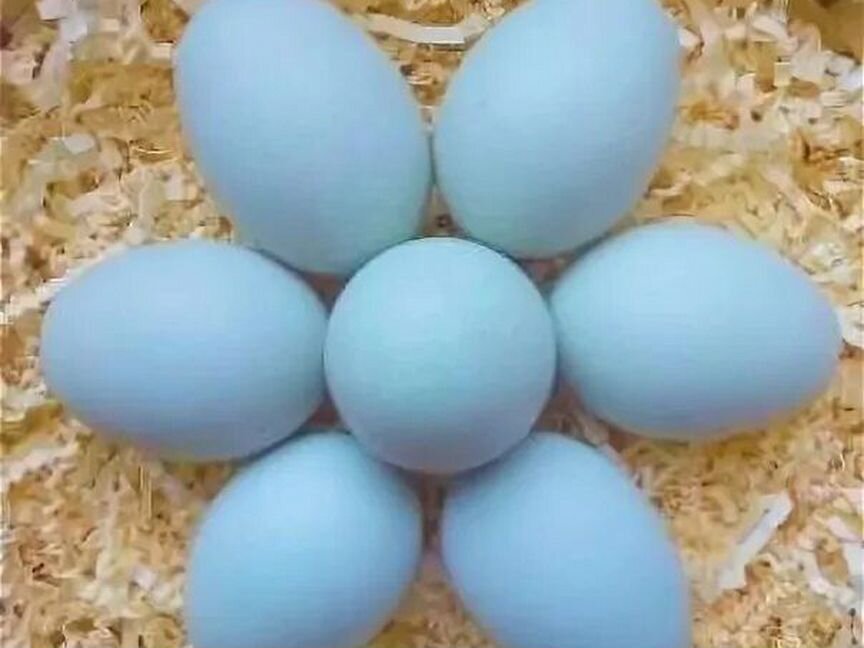 Яйцо Инкубационное цветное