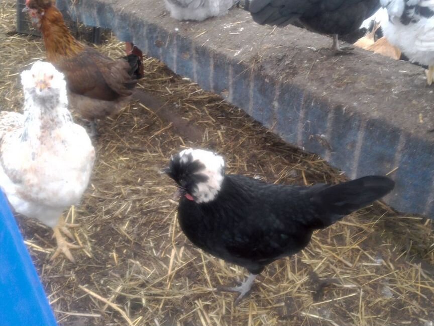 Голландские белохохлые