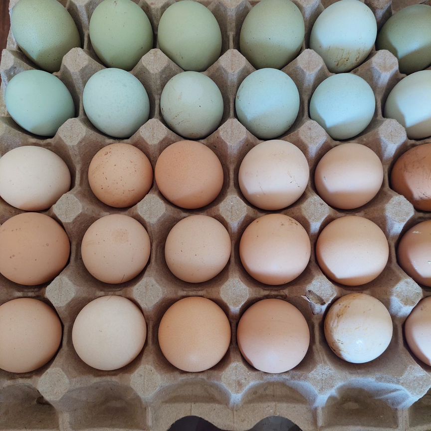 Инкубационное яйцо