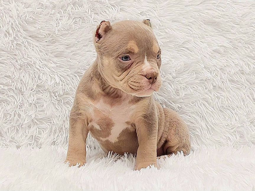 Американский булли