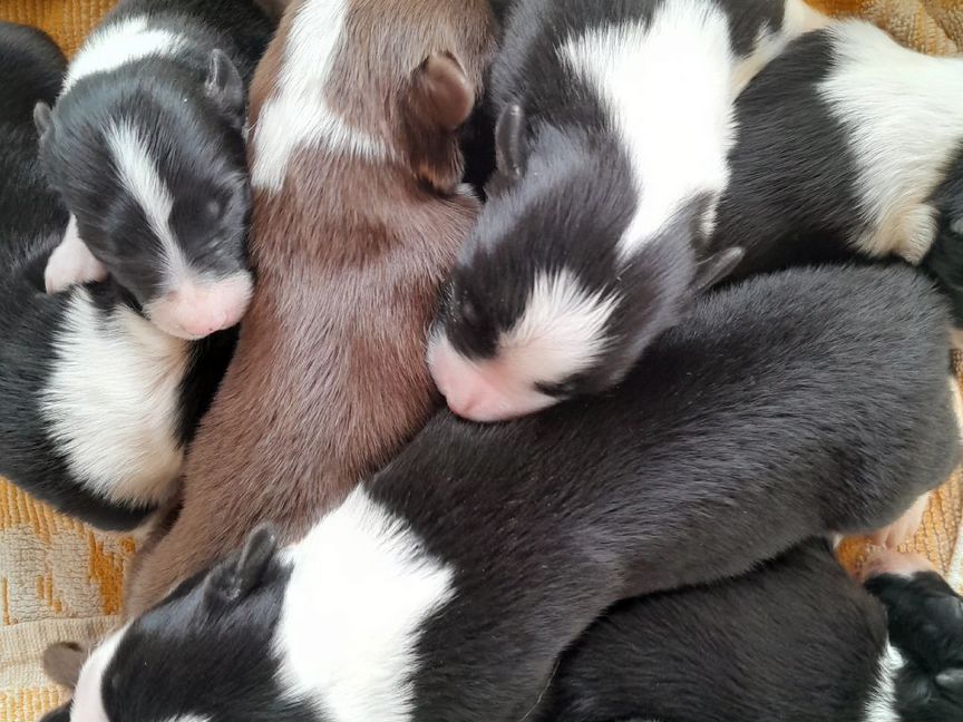 Щенки Бордер-колли