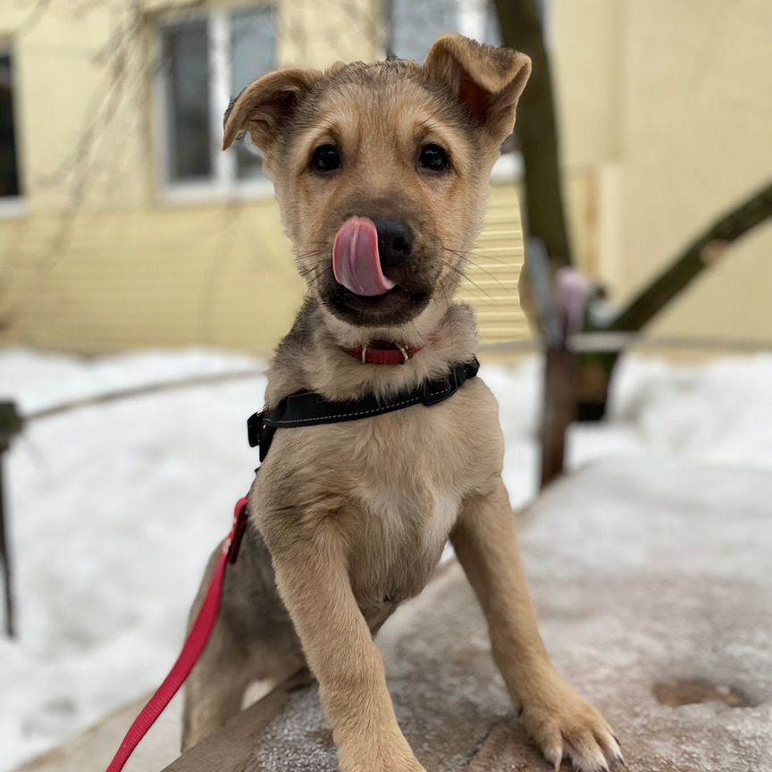 Щенок Мальчик