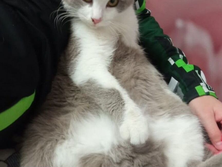 Потерялся котёнок / кошка