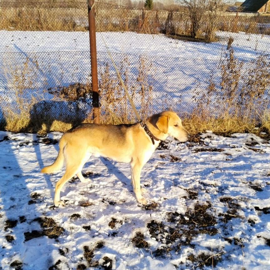 Русская гончая