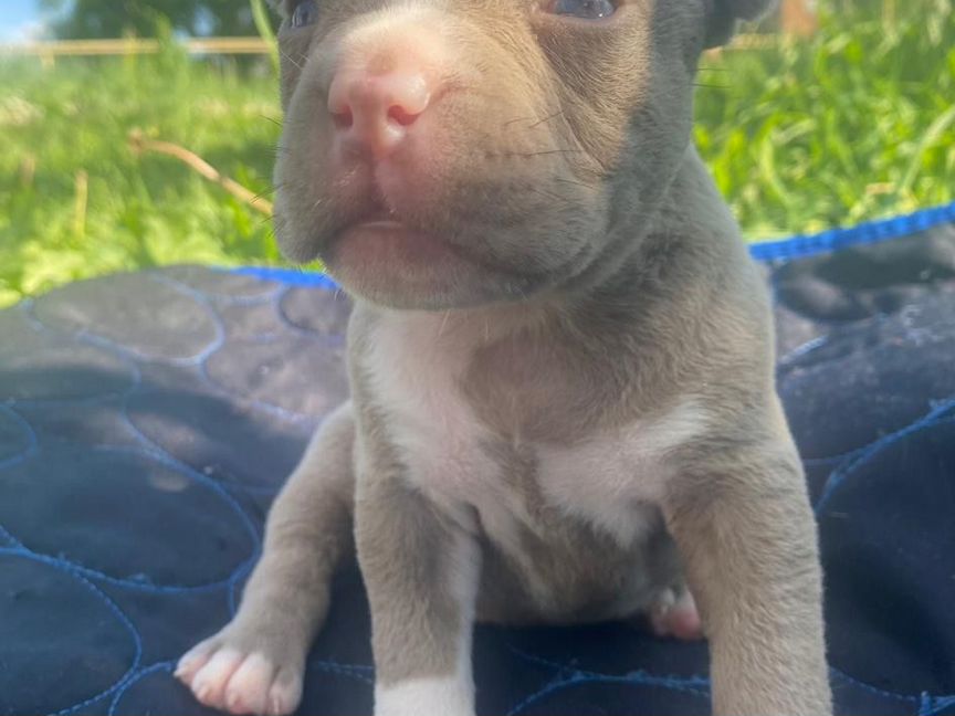 Американский булли