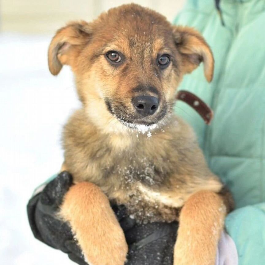 Щенок в добрые руки